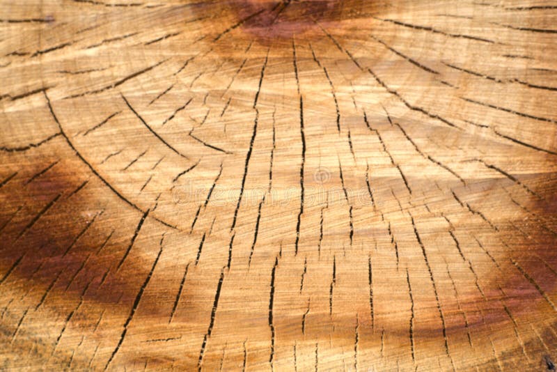 The Core of a Large Sawn Tree. Closeup Stock Photo - Image of biology ...