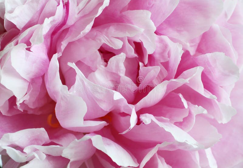 Core Flower Yellow Lily Closeup Stock Photo - Image of flowers, plant ...