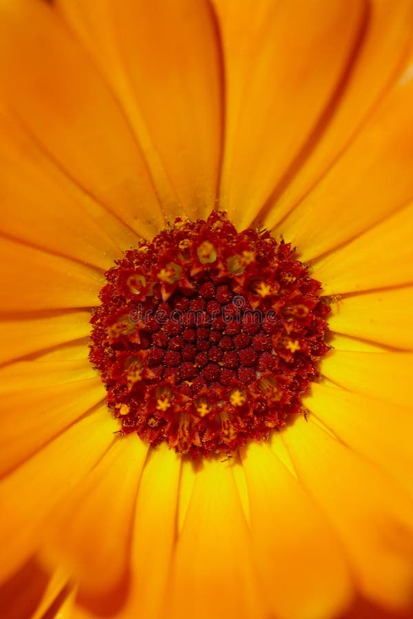Core of the orange flower stock image. Image of orange - 16761797