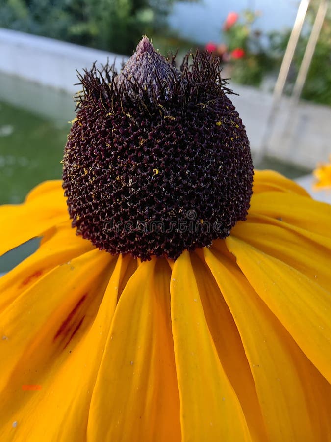 Core Flower Yellow Lily Closeup Stock Photo - Image of flowers, plant ...