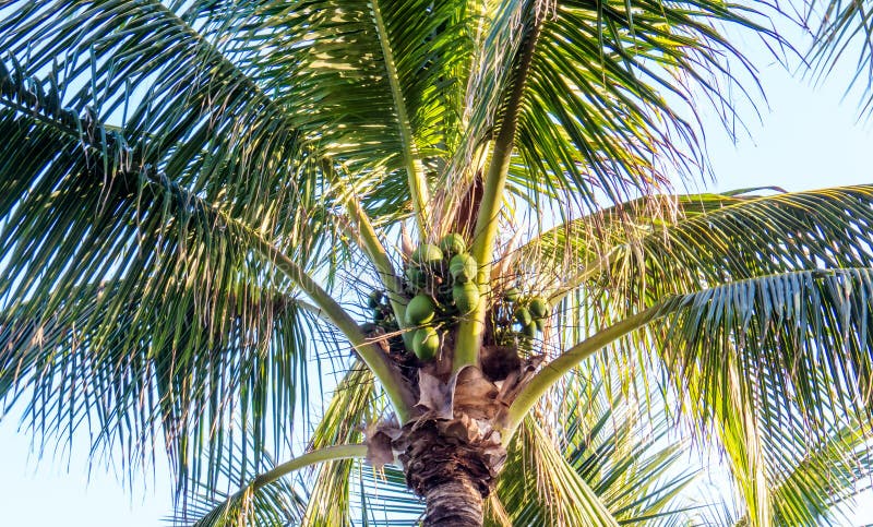 Core Part of a Healthy Palm Tree in the Bright Sunlight Stock Image ...