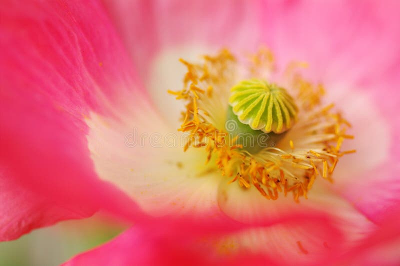 Core of a Pink Flower of Poppy Stock Image - Image of focus, decor ...