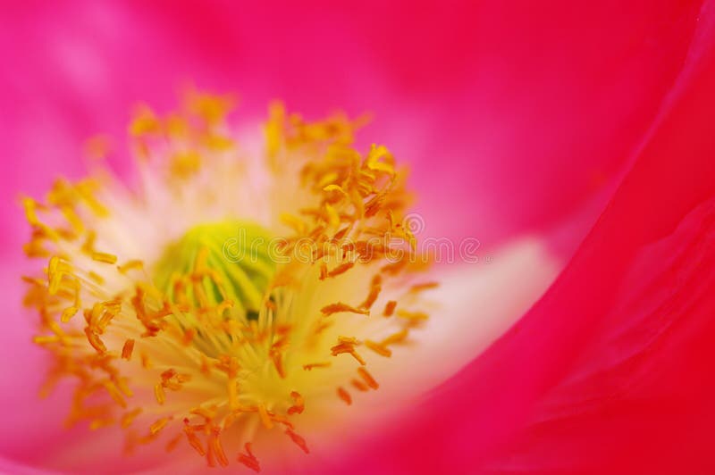 Core of a Pink Flower of Poppy Stock Image - Image of easy, open: 72985899
