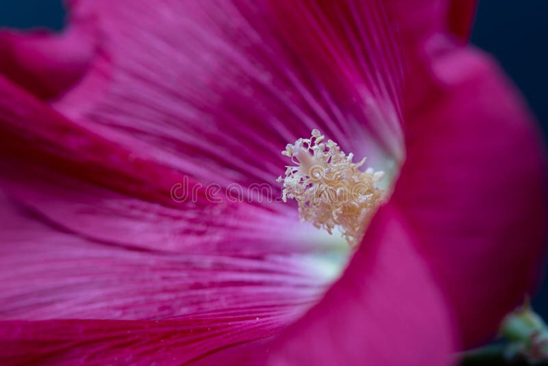 The Core of a Pink Hibiscus Flower with Stamens and a Pistil Stock ...