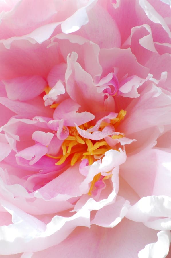 Peony stock photo. Image of ruffle, beauty, flowerhead, pale - 8644