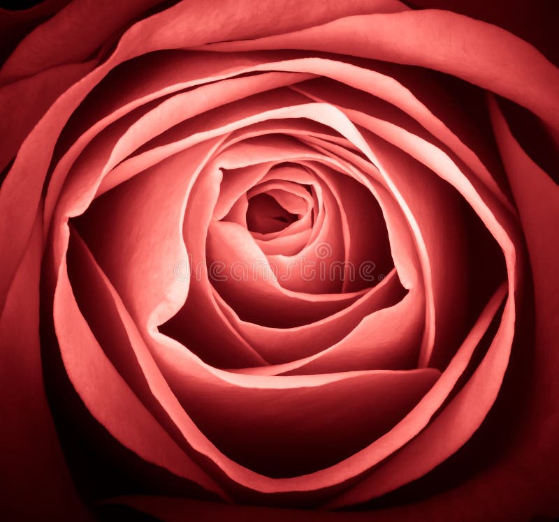 The Core of the Rosebud. Background Stock Photo - Image of abstract ...