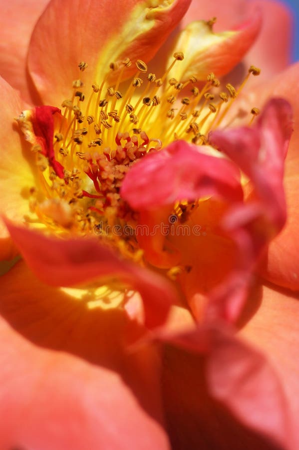 The core of roses stock photo. Image of estival, flowering - 62938402