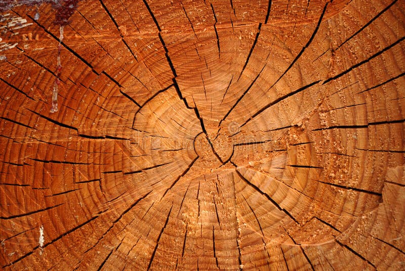 This core is saw cut wood. stock photo. Image of hardwood - 78270074