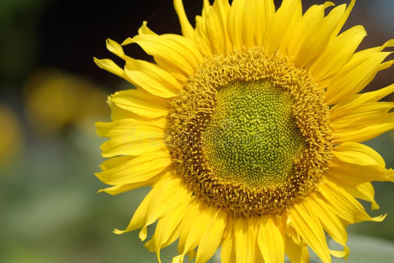 Sunflower Core In Sprouting Tray Stock Image - Image of sprout ...