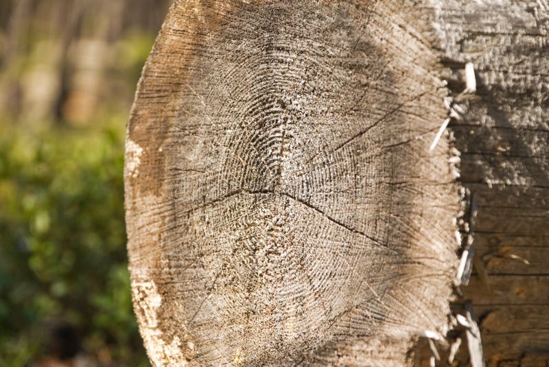 Core of a tree stock image. Image of equal, tree, circle - 14213283
