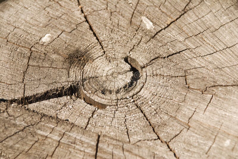 Core of a tree stock image. Image of ring, round, wood - 14213407