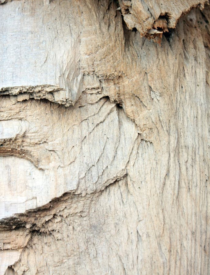 The Core of a Tree Close Up Stock Photo - Image of growth, brown: 122458848