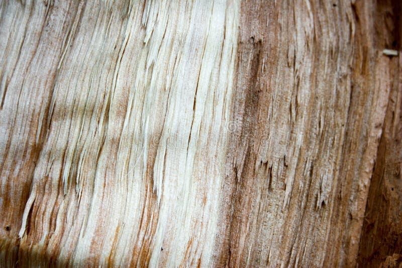 The Core of the Tree is Exposed Stock Image - Image of white, textured ...