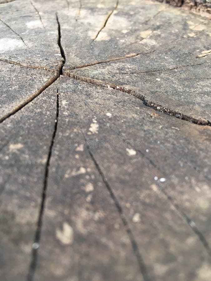 Core of the tree stock photo. Image of tree, star, core - 69267112