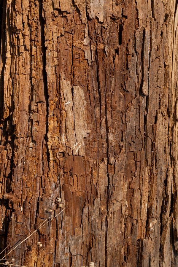 The Core of a Tree Trunk Already Decomposing Stock Photo - Image of ...