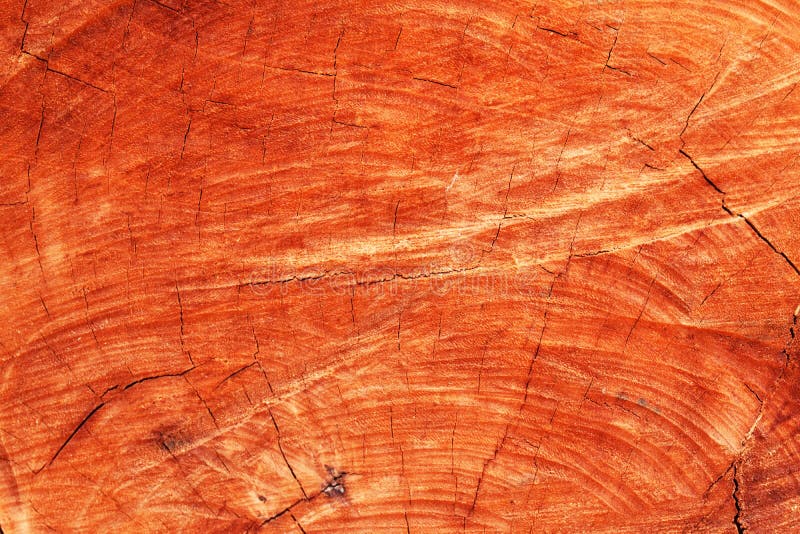 457 Beautiful Patterned Trees Stock Photos - Free & Royalty-Free Stock ...