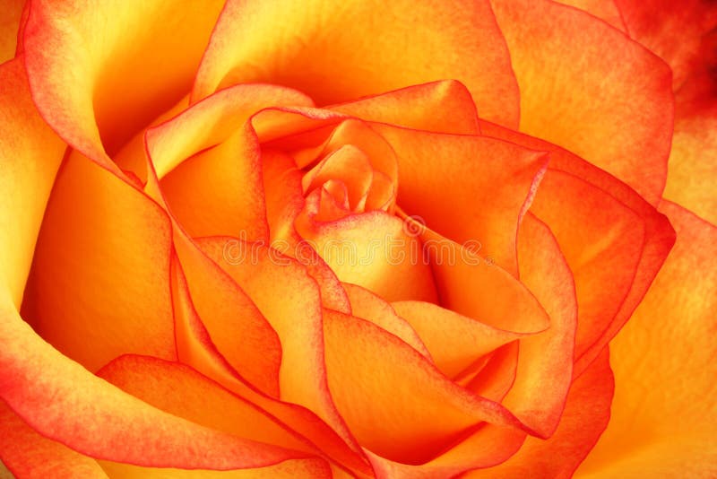 The Core of a Yellow Rose with Red Edges of Petals. Closeup Stock Image ...