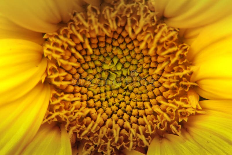 The Core of the Yellow Sunflower Grows in Summer Stock Photo - Image of ...