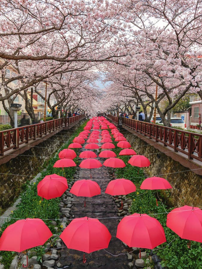 Corea Del Sur De Jinhae, Flor De Cerezo De La Primavera Imagen de ...