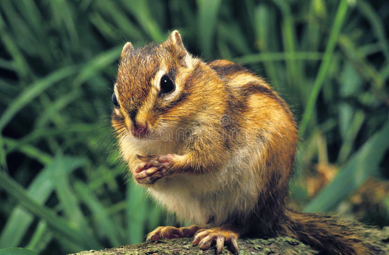 Corean Squirrel, Eutamia Sibericus, Adult Stock Photo - Image of front ...