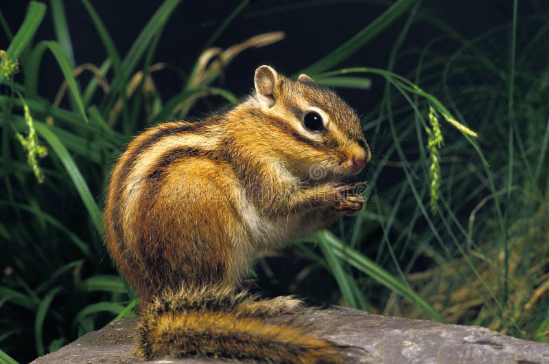 Corean Squirrel, Eutamia Sibericus, Adult Stock Image - Image of ...