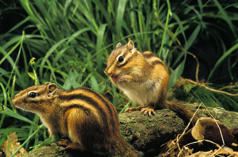 Corean Squirrel, Eutamia Sibericus, Adults Stock Image - Image of asia ...