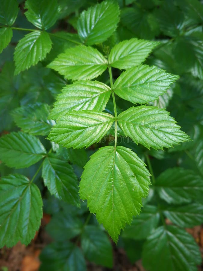 Coreanus Miq del Rubus foto de archivo. Imagen de verde - 93048344
