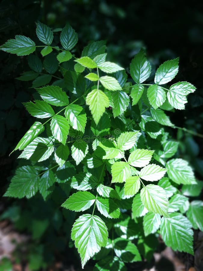 Coreanus Miq do Rubus imagem de stock. Imagem de crescimento - 93203137