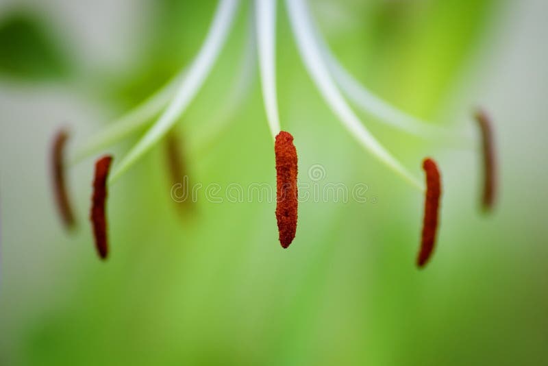 Coregone Lavarello Del Fiore Fotografia Stock - Immagine di balbuzie ...