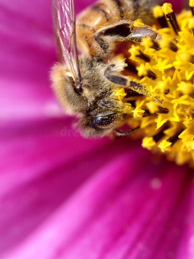 Coregone Lavarello Di Gather Degli Api Fotografia Stock - Immagine di ...