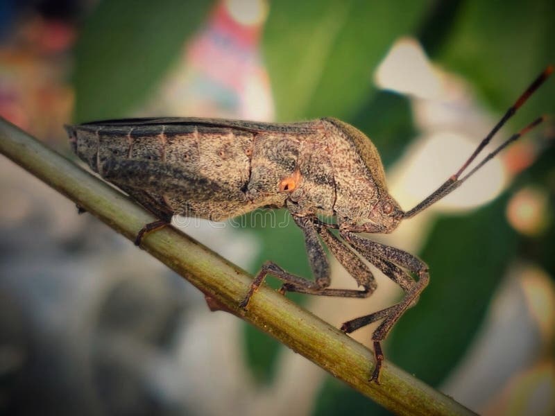 Coreid Bug Stock Photos - Free & Royalty-Free Stock Photos from Dreamstime