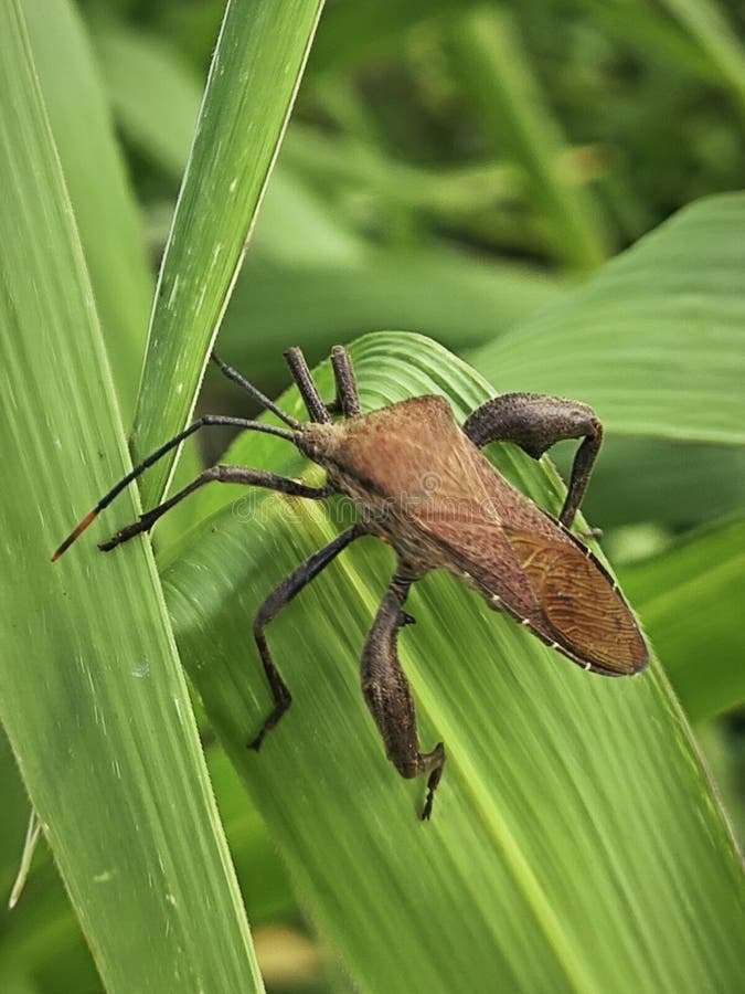 Coreid Leaf Footed Bug Climbing on the Creeping Weed Plant. Stock Image ...