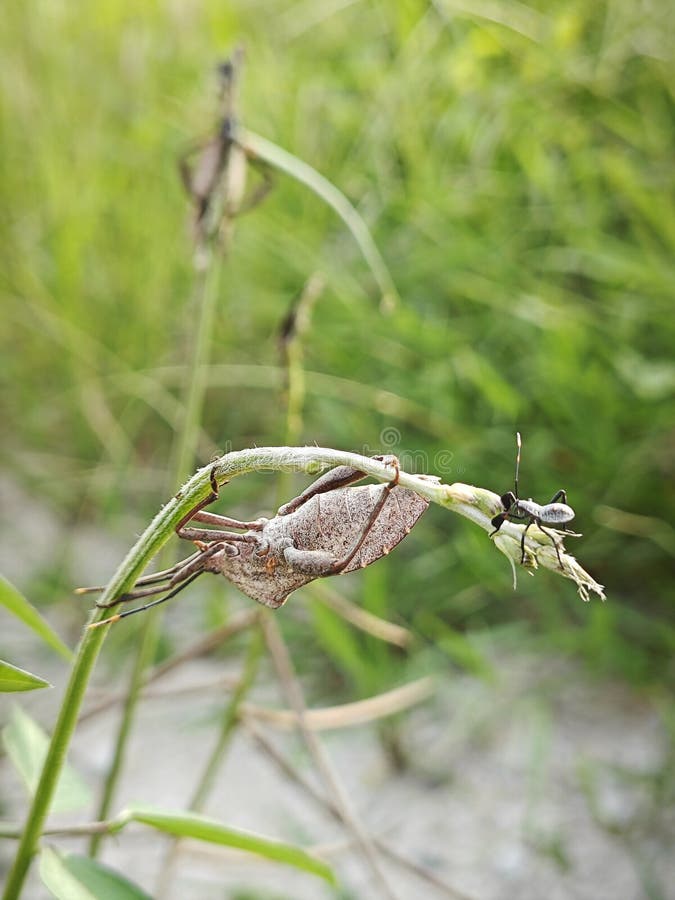 Coreid Leaf Footed Bug Climbing on the Creeping Weed Plant. Stock Photo ...