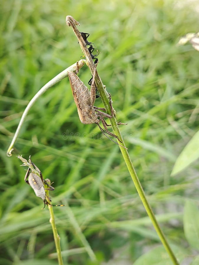 Coreid Leaf Footed Bug Climbing on the Creeping Weed Plant. Stock Photo ...