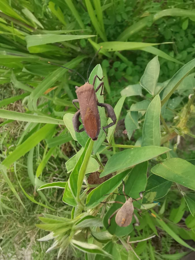 Coreid Leaf Footed Bug Climbing on the Creeping Weed Plant. Stock Photo ...