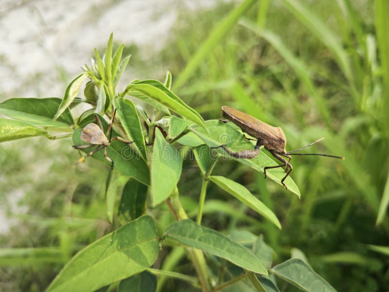 Coreid Leaf Footed Bug Climbing on the Creeping Weed Plant. Stock Photo ...