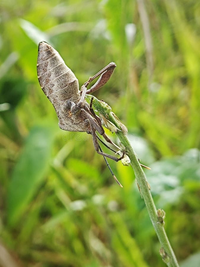 Coreid Leaf Footed Bug Climbing on the Creeping Weed Plant. Stock Photo ...