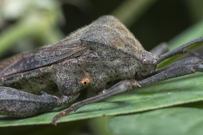 Coreid Leaf Footed Bug Climbing on the Weed Plant. Stock Image - Image ...