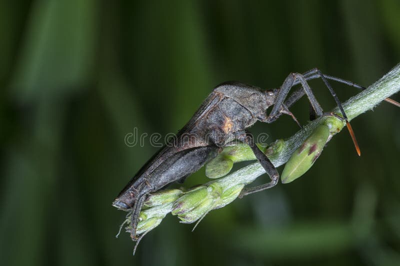 Coreid Leaf Footed Bug Climbing on the Weed Plant. Stock Photo - Image ...