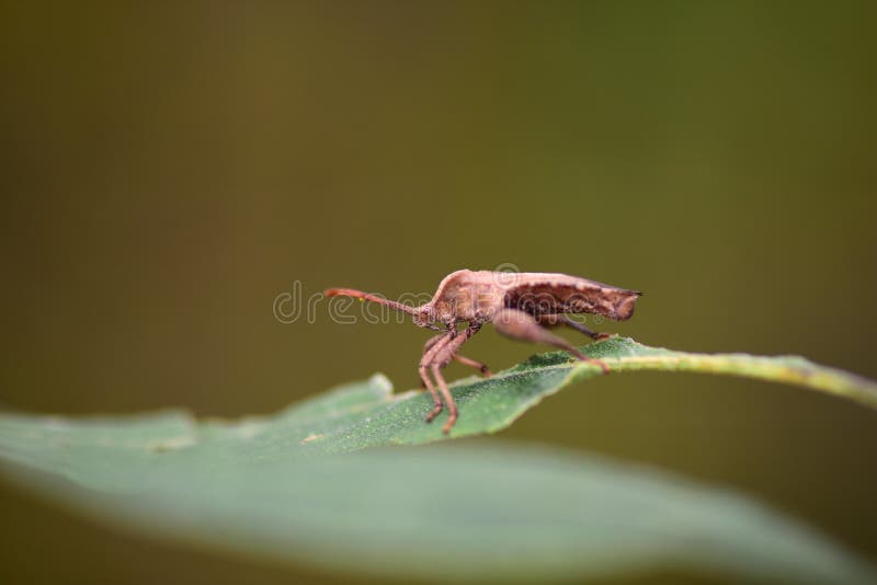 Coreidae stock image. Image of antenna, single, outdoor - 165604557