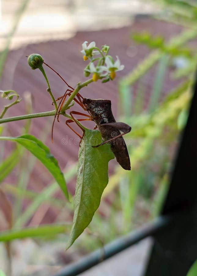 Coreidae or Rice Ear Bug or Leaf-footed Bug on the Green Leaf Stock ...