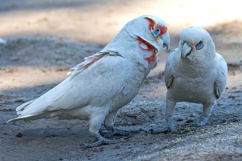 Corela Pequena E De Bico Longo Foto de Stock - Imagem de espécie, pouco ...