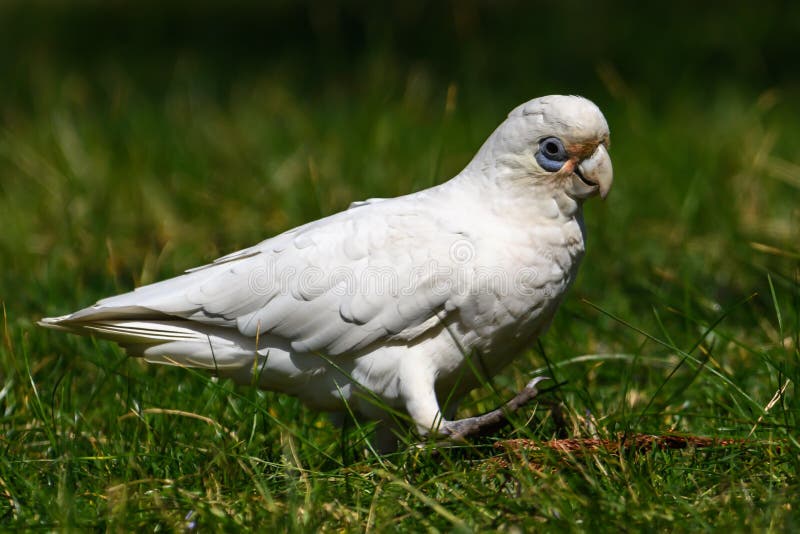 Corella Parrot Isolated stock photo. Image of cute, beauty - 127899016