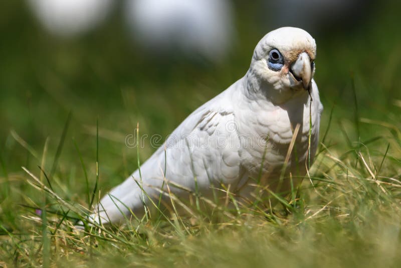 Corella Parrot Isolated stock image. Image of outdoors - 127899085