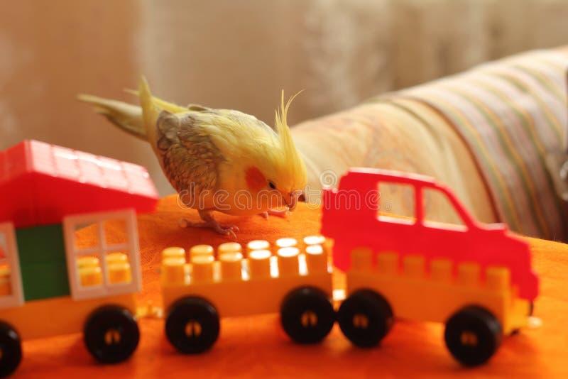 Corella Parrot on the Table with a Plastic Toy Stock Photo - Image of ...