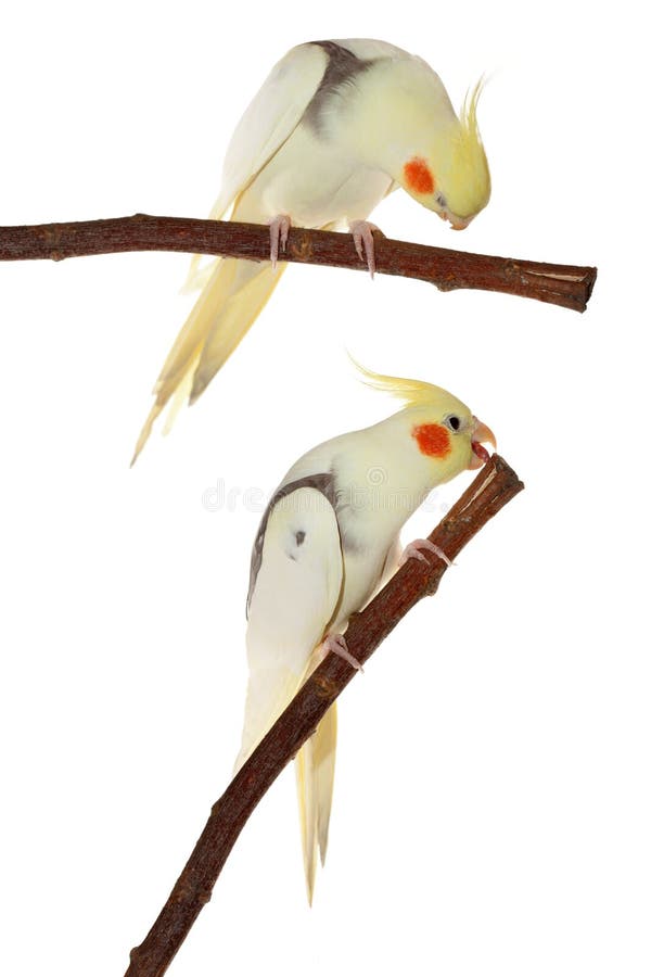 Corella Parrot Sitting On The Branch Stock Image - Image of vertebrate ...