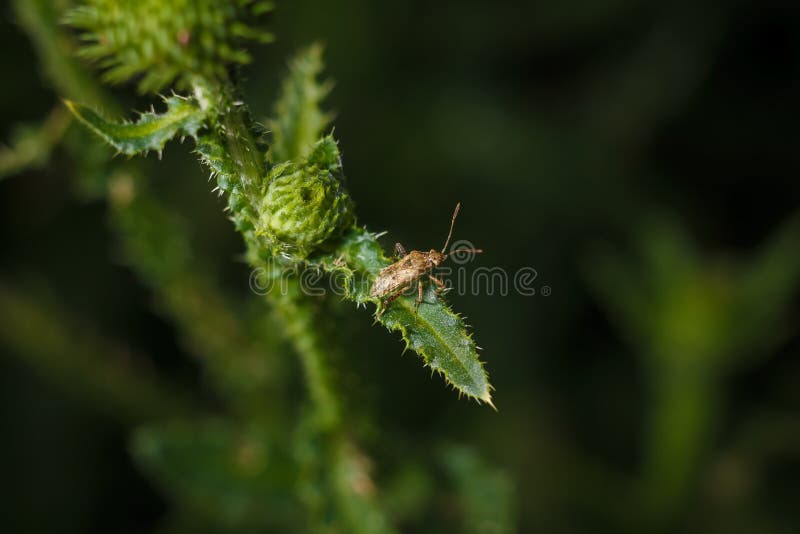 Coreoidea Beetle or Leaf Footed Bug, Tiny Invertebrate Insect on Green ...
