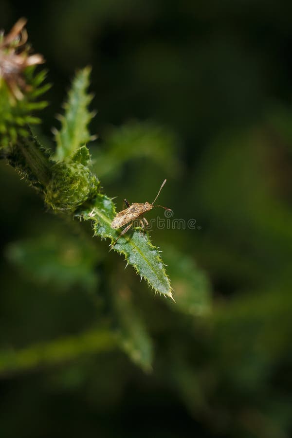 Coreoidea Beetle or Leaf Footed Bug, Tiny Invertebrate Insect on Green ...