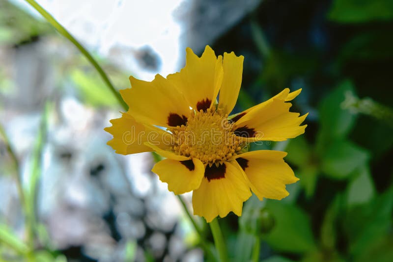 Coreopsis Daisy in the Garden Stock Photo - Image of pattern, yellow ...