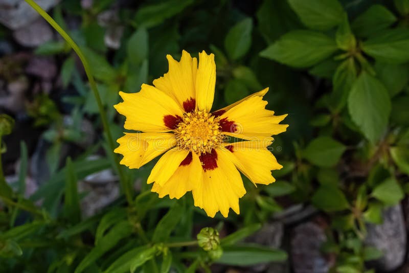 Coreopsis Daisy in the Garden Stock Photo - Image of delicate, yellow ...